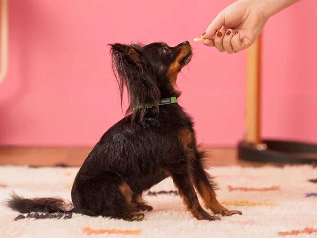 Πως να εκπαιδεύσω τον σκύλο μου να κάθεται! - Dogtime.gr