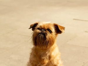 Πετίτ ράτσες σκύλων: 55 μικρόσωμα σκυλάκια! - Dogtime.gr