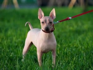 Πετίτ ράτσες σκύλων: 55 μικρόσωμα σκυλάκια! - Dogtime.gr