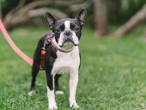 Πετίτ ράτσες σκύλων: 55 μικρόσωμα σκυλάκια! - Dogtime.gr