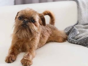 Πετίτ ράτσες σκύλων: 55 μικρόσωμα σκυλάκια! - Dogtime.gr