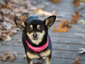 Πετίτ ράτσες σκύλων: 55 μικρόσωμα σκυλάκια! - Dogtime.gr