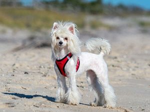 Πετίτ ράτσες σκύλων: 55 μικρόσωμα σκυλάκια! - Dogtime.gr