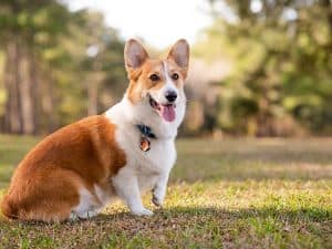 Πετίτ ράτσες σκύλων: 55 μικρόσωμα σκυλάκια! - Dogtime.gr