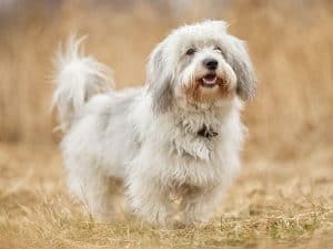 Πετίτ ράτσες σκύλων: 55 μικρόσωμα σκυλάκια! - Dogtime.gr