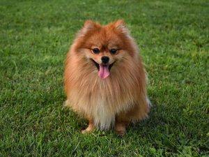 Πετίτ ράτσες σκύλων: 55 μικρόσωμα σκυλάκια! - Dogtime.gr