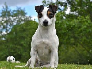Πετίτ ράτσες σκύλων: 55 μικρόσωμα σκυλάκια! - Dogtime.gr