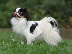 Πετίτ ράτσες σκύλων: 55 μικρόσωμα σκυλάκια! - Dogtime.gr