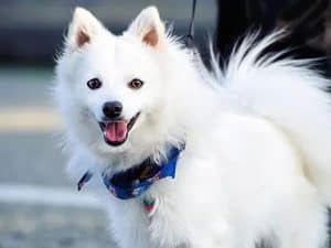 Πετίτ ράτσες σκύλων: 55 μικρόσωμα σκυλάκια! - Dogtime.gr