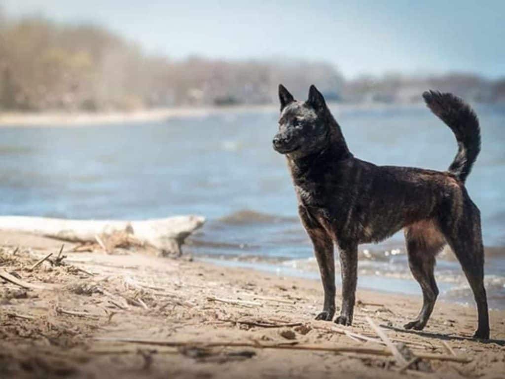 Κάι Κεν: Γνωρίστε τα εκπληκτικά χαρακτηριστικά του! - Dogtime.gr