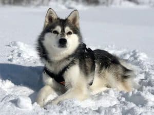 Πετίτ ράτσες σκύλων: 55 μικρόσωμα σκυλάκια! - Dogtime.gr