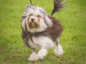 Πετίτ ράτσες σκύλων: 55 μικρόσωμα σκυλάκια! - Dogtime.gr