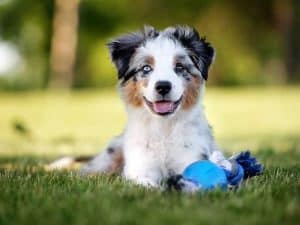 Πετίτ ράτσες σκύλων: 55 μικρόσωμα σκυλάκια! - Dogtime.gr