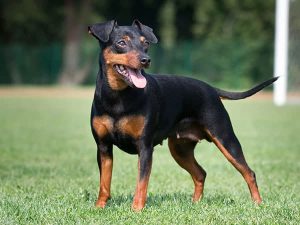 Πετίτ ράτσες σκύλων: 55 μικρόσωμα σκυλάκια! - Dogtime.gr