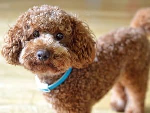 Πετίτ ράτσες σκύλων: 55 μικρόσωμα σκυλάκια! - Dogtime.gr