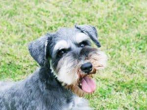 Πετίτ ράτσες σκύλων: 55 μικρόσωμα σκυλάκια! - Dogtime.gr