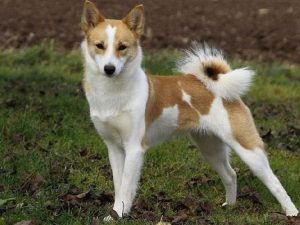 Πετίτ ράτσες σκύλων: 55 μικρόσωμα σκυλάκια! - Dogtime.gr