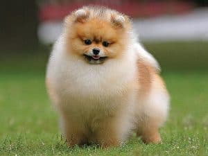 Πετίτ ράτσες σκύλων: 55 μικρόσωμα σκυλάκια! - Dogtime.gr