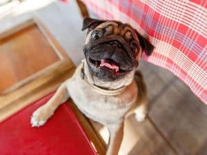 Πετίτ ράτσες σκύλων: 55 μικρόσωμα σκυλάκια! - Dogtime.gr