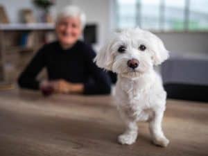 Πετίτ ράτσες σκύλων: 55 μικρόσωμα σκυλάκια! - Dogtime.gr