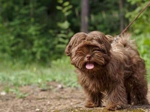 Πετίτ ράτσες σκύλων: 55 μικρόσωμα σκυλάκια! - Dogtime.gr