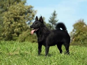 Πετίτ ράτσες σκύλων: 55 μικρόσωμα σκυλάκια! - Dogtime.gr