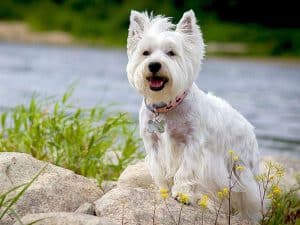 Πετίτ ράτσες σκύλων: 55 μικρόσωμα σκυλάκια! - Dogtime.gr