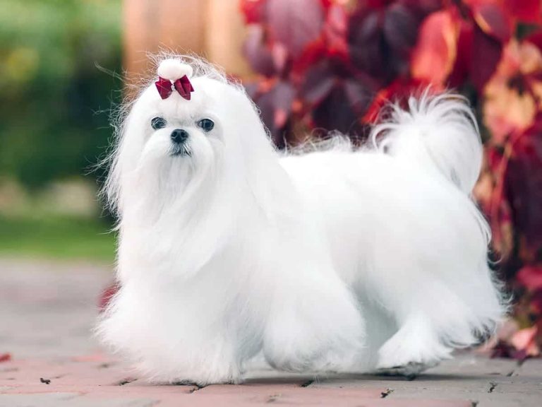 Μαλτέζ: Ένα περιπετειώδες & αγαπησιάρικο αερικό! - Dogtime.gr