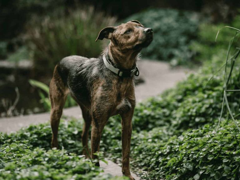 Ιχνηλάτης Πλοτ: Το λαγωνικό που «βάζει τα γυαλιά» σε όλους! - Dogtime.gr